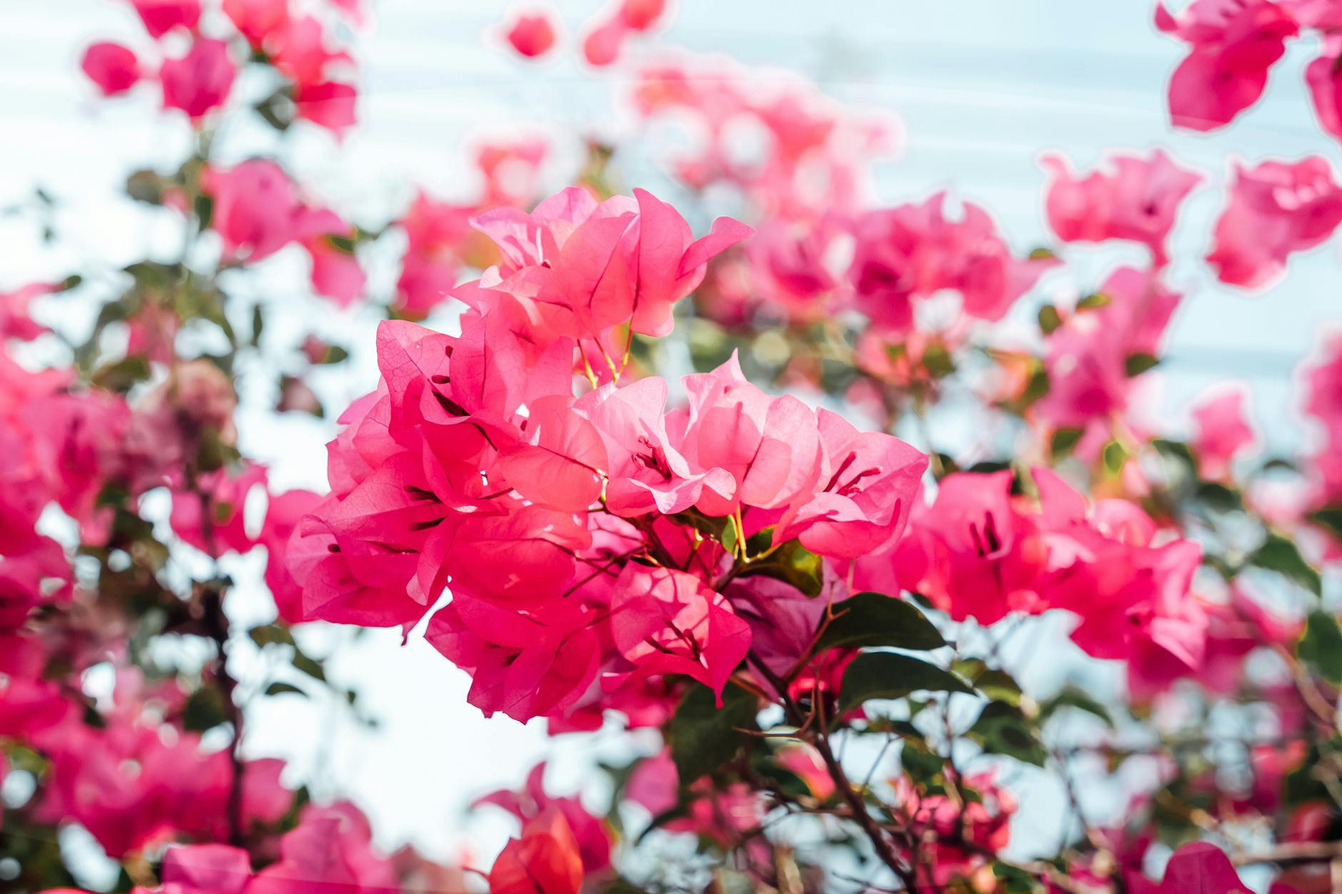 The Dahlia Flower: The National Flower of Mexico - All México